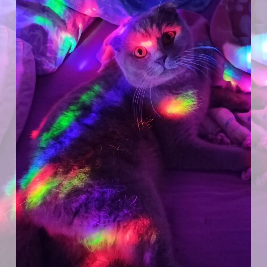 Шотландский вислоухий короткошёрстный кот, взрослый