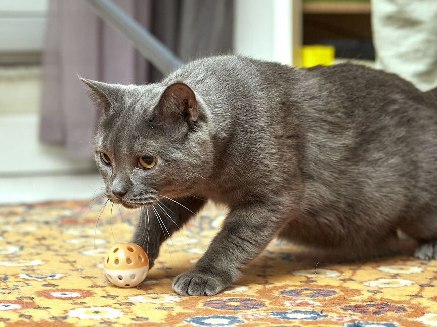 Отдам породистую кошку в дар