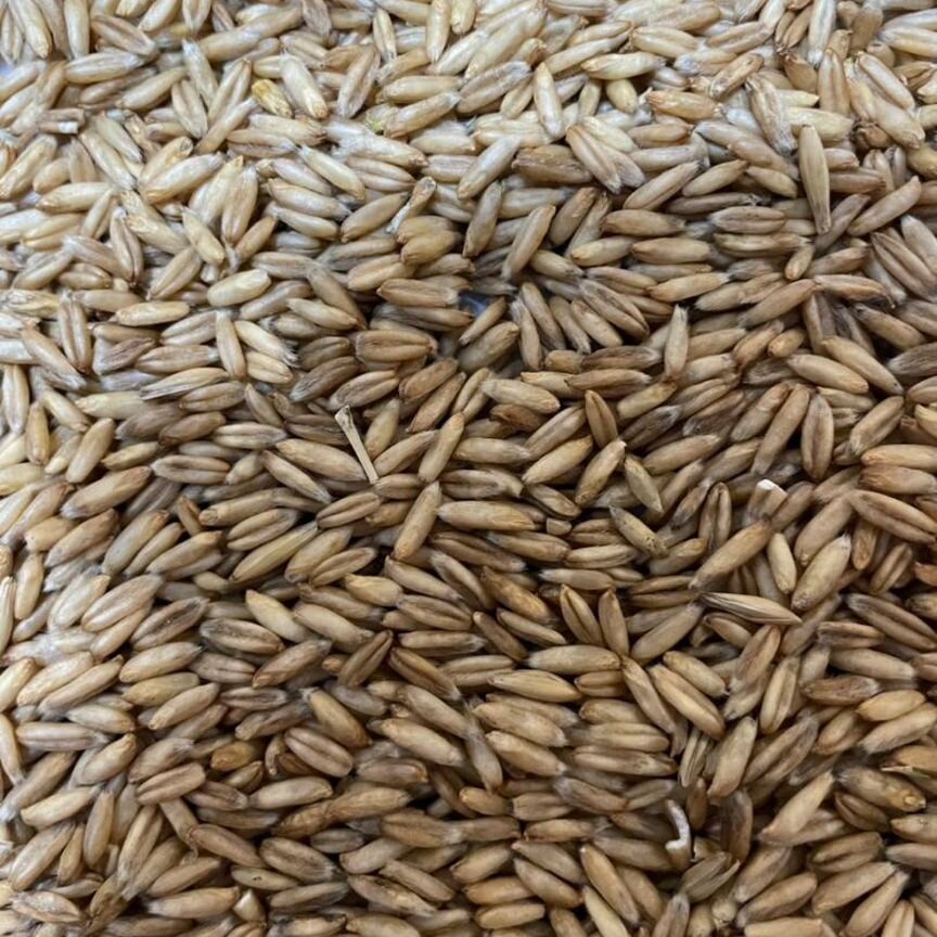 Овес голозерный