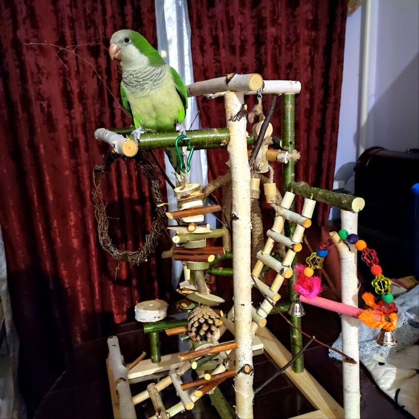 Ручной попугай