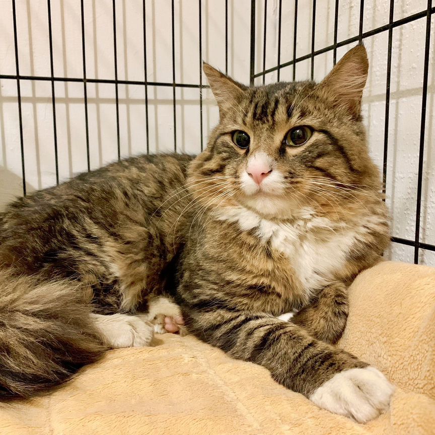 Котик типа Сибирский