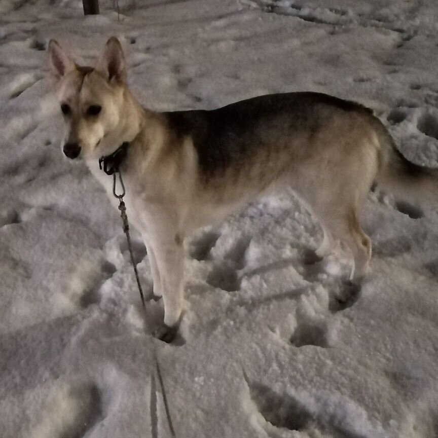 Взрослая собака в добрые руки