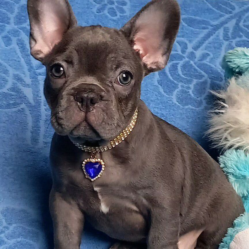 Французский бульдог, щенок