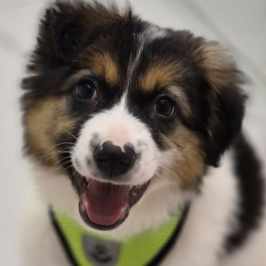 Щенок в добрые руки