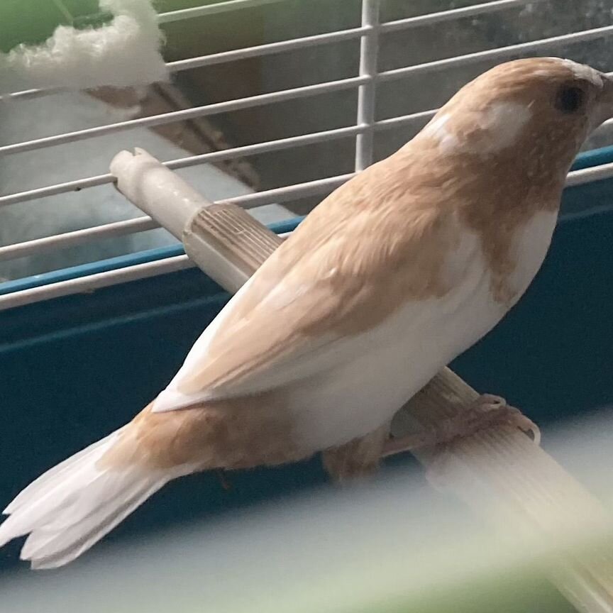 Японские амадины