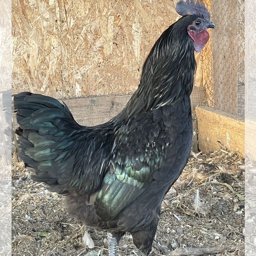 Петух породы Ухейилюй