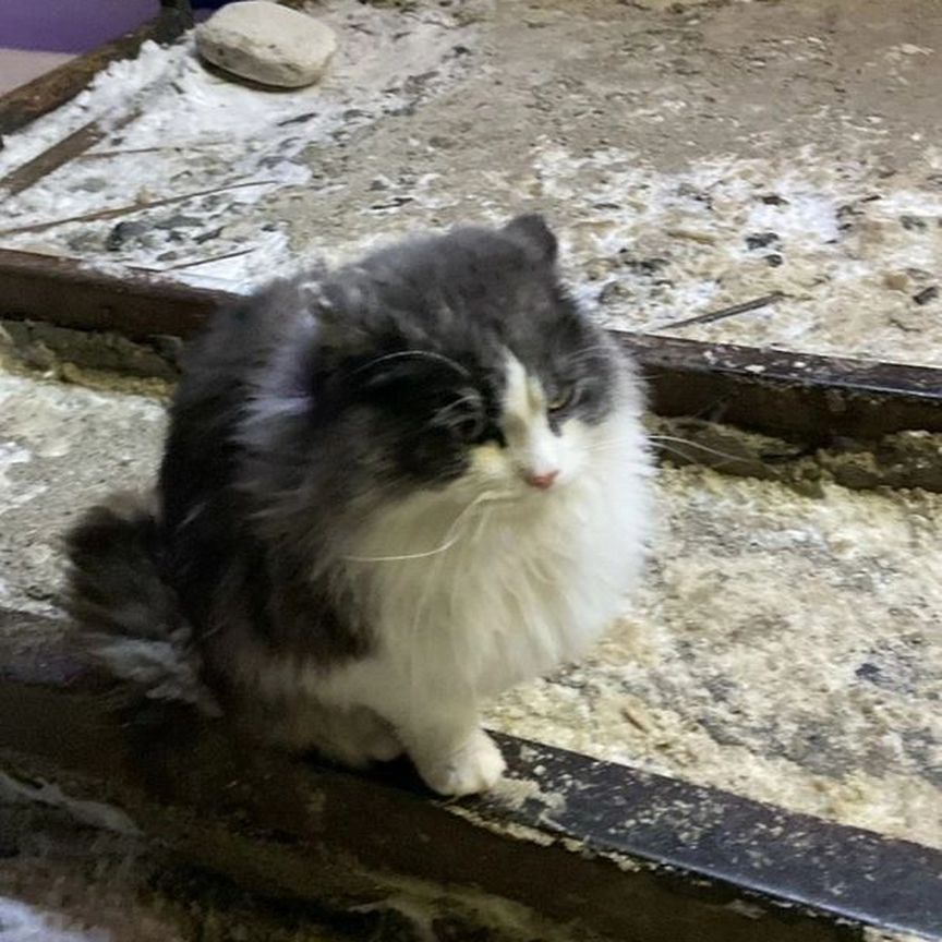 Робкий и застенчивый котик Джипси