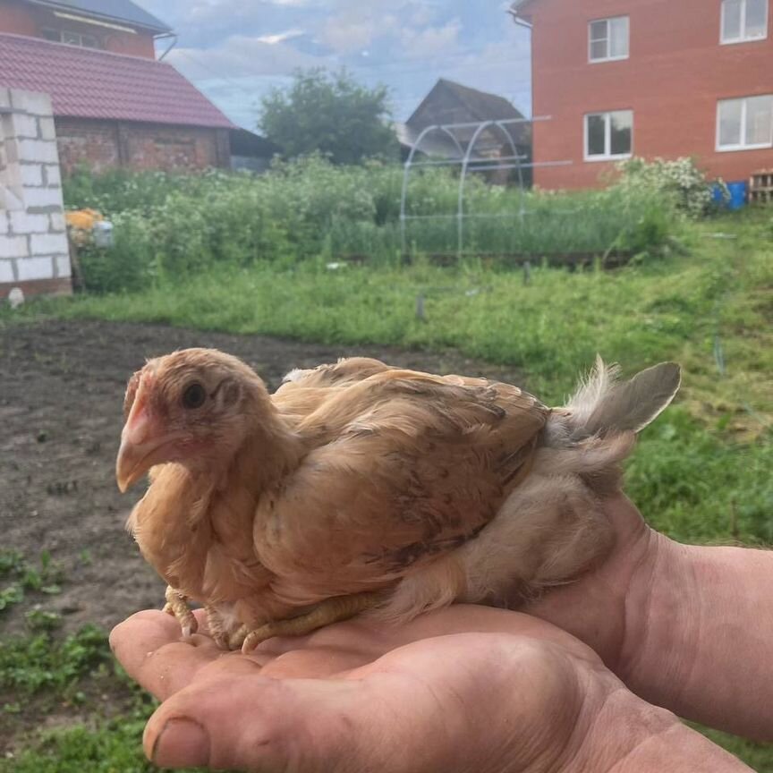 Циплята несушки