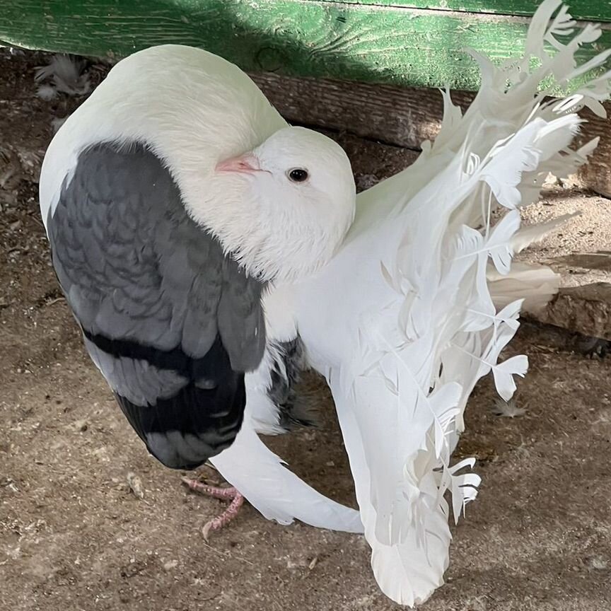 Голуби павлины созобокие