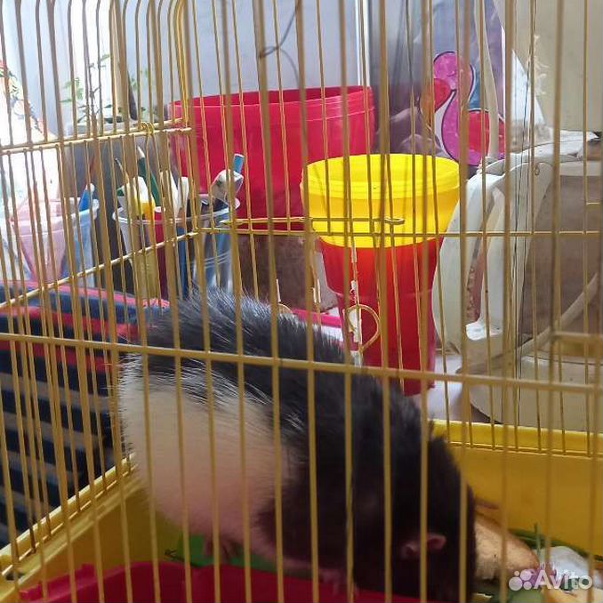 Крысан Дамб Степан