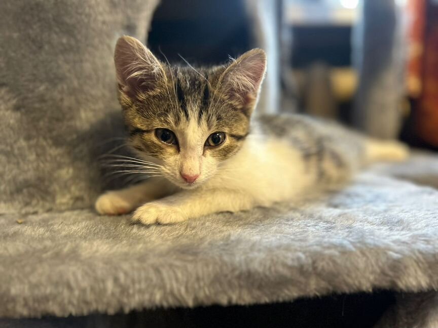 Котенок Мишка
