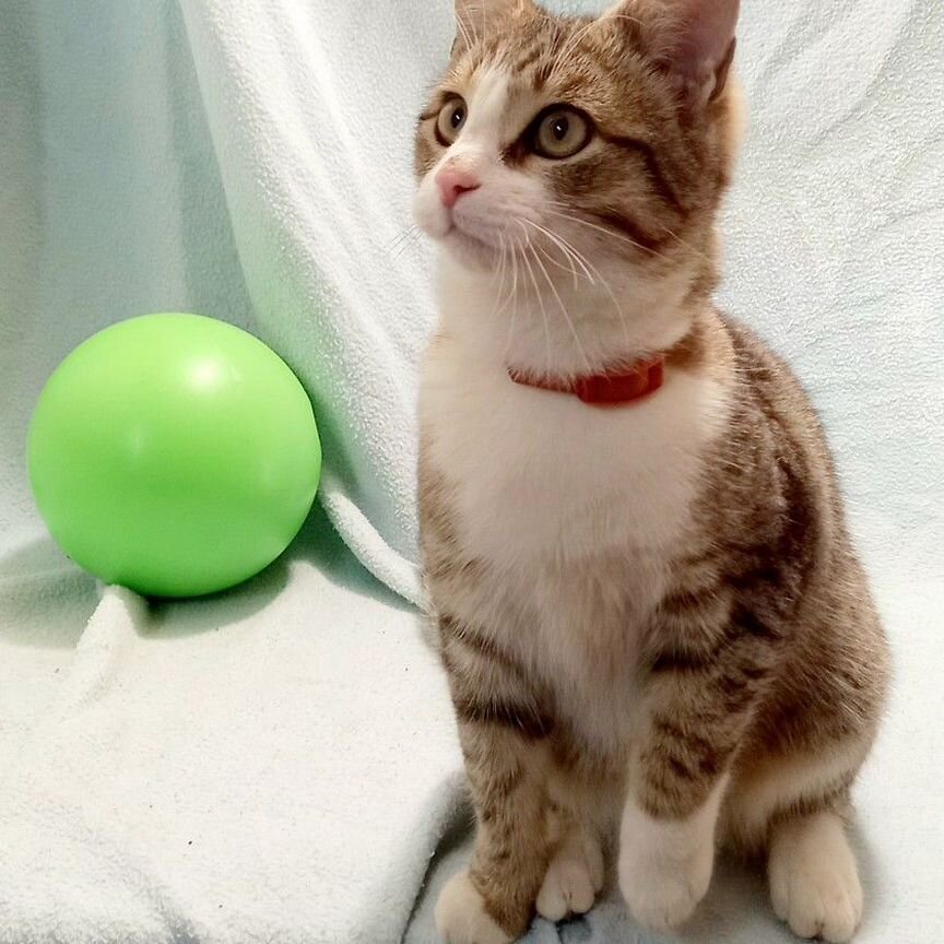 Котик в добрые руки