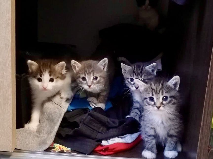 Котята в добрые руки приучены к лотку