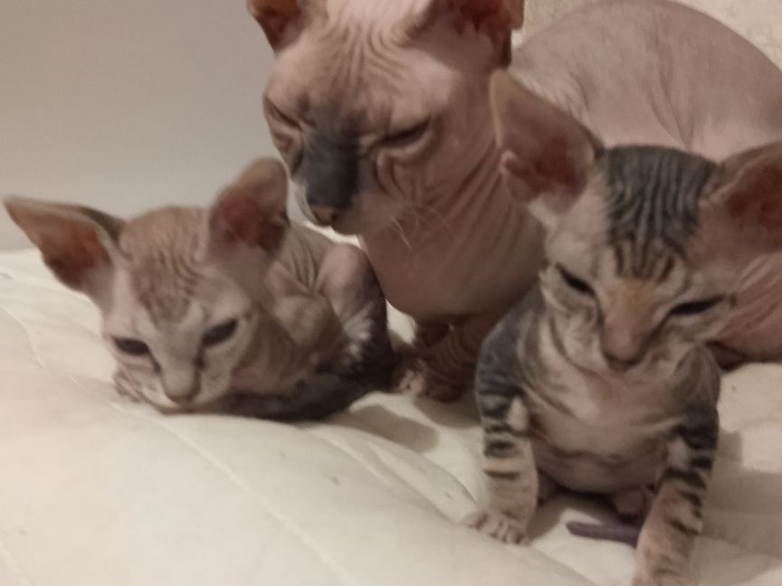 Кошки донской сфинкс