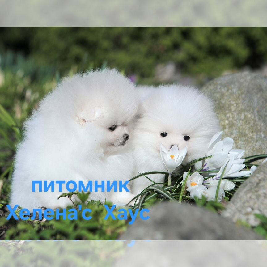 Померанский шпиц, щенок