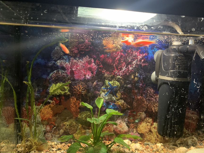 Отдам в добрые руки рыбок Данио