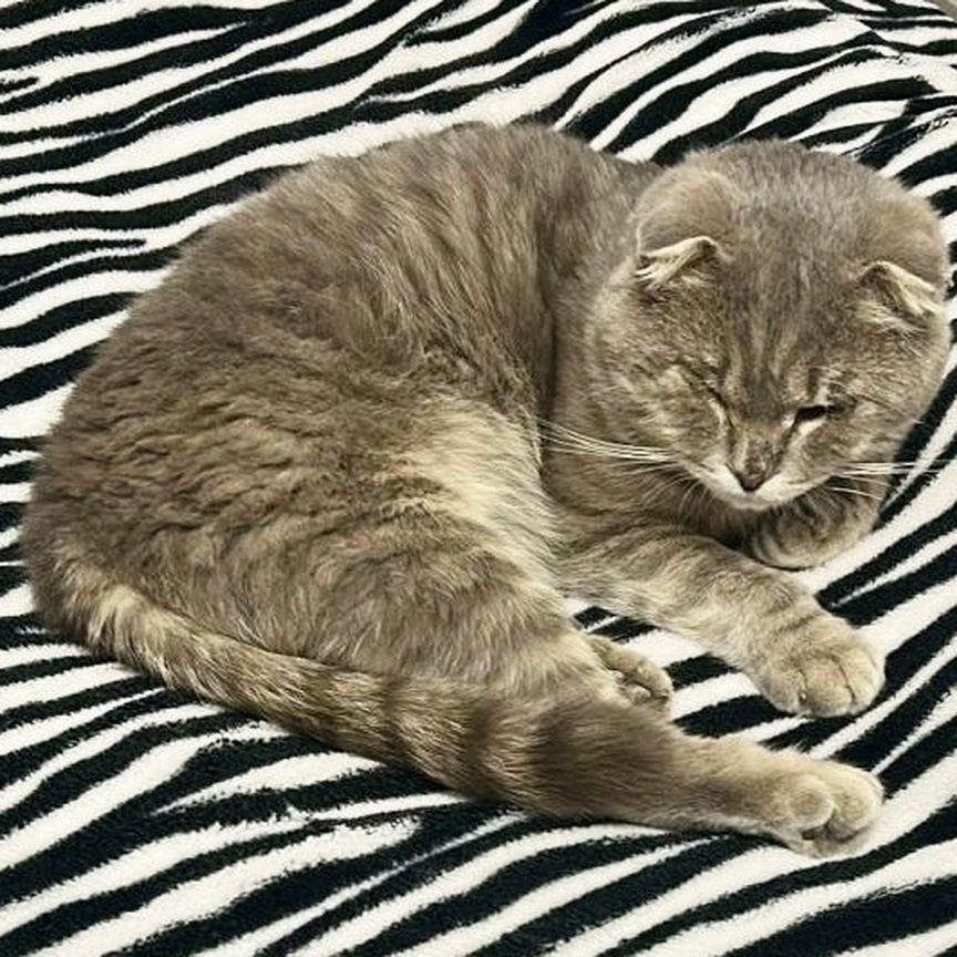 Взрослый кот в добрые руки