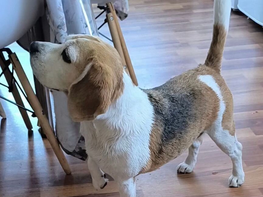 Найдена собака породы бигль