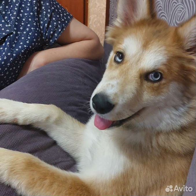 Скай ищет дом