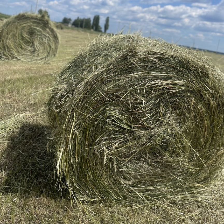 Сено в рулонах