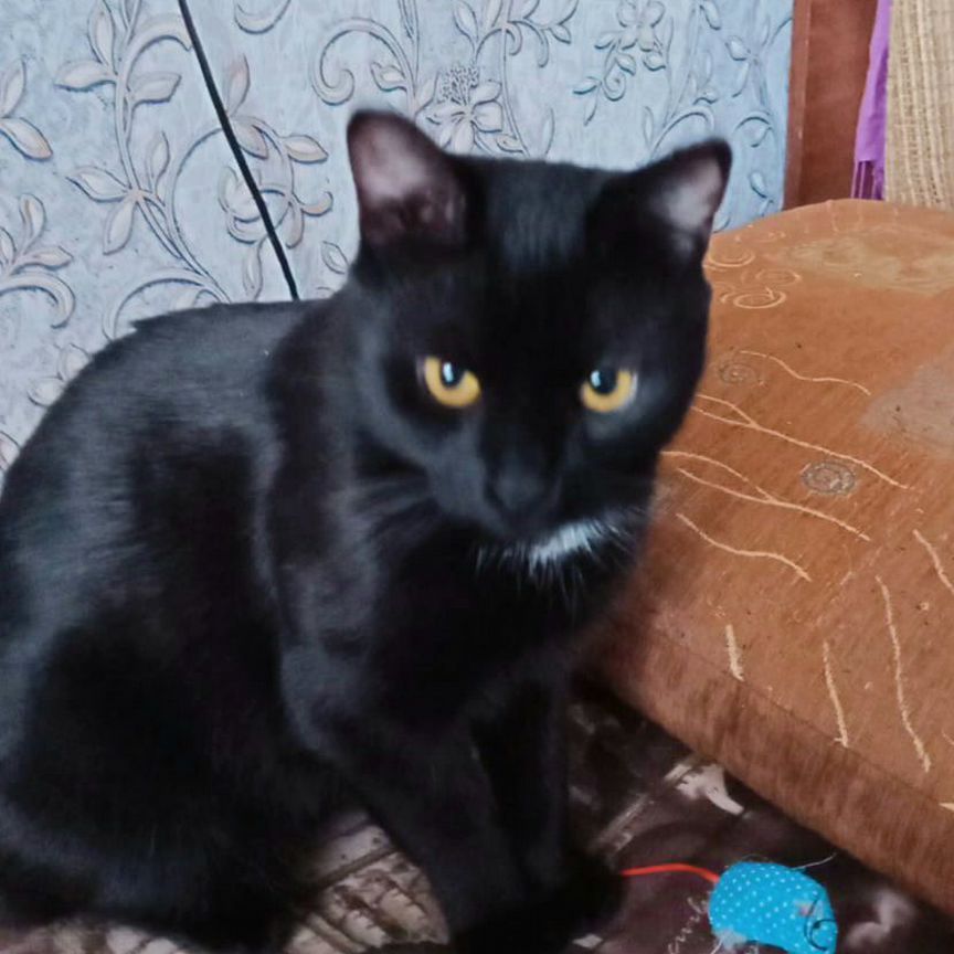 Суперский черный котенок Тема