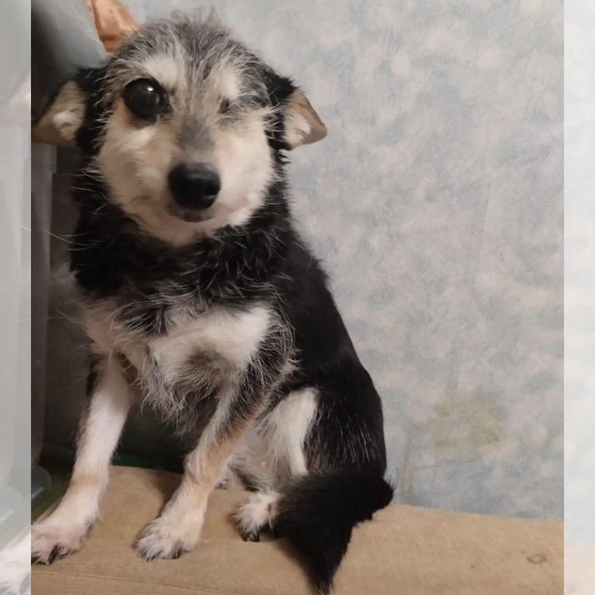 Йоркширский терьер, взрослая собака