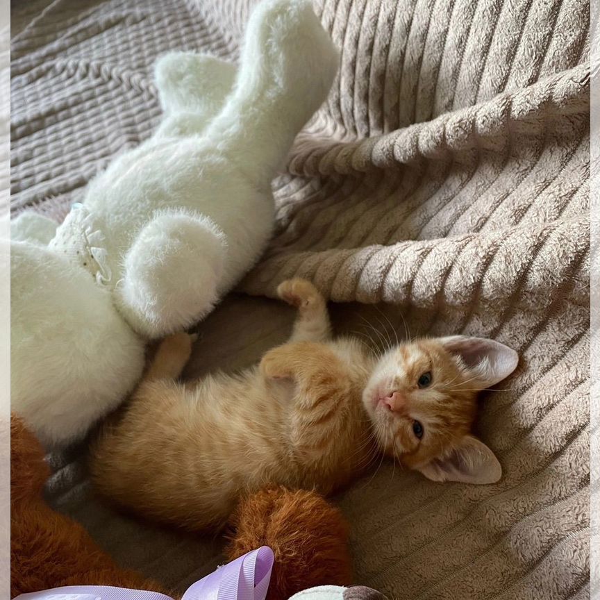 Котёнок в добрые руки