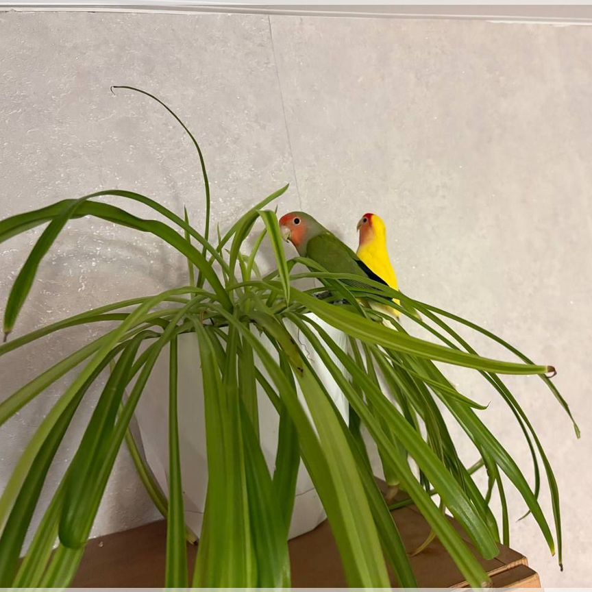 Попугаи неразлучники