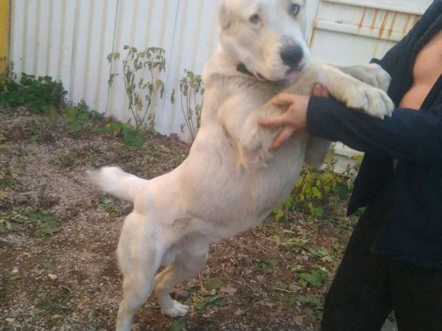 Алабай - сао. Вязка