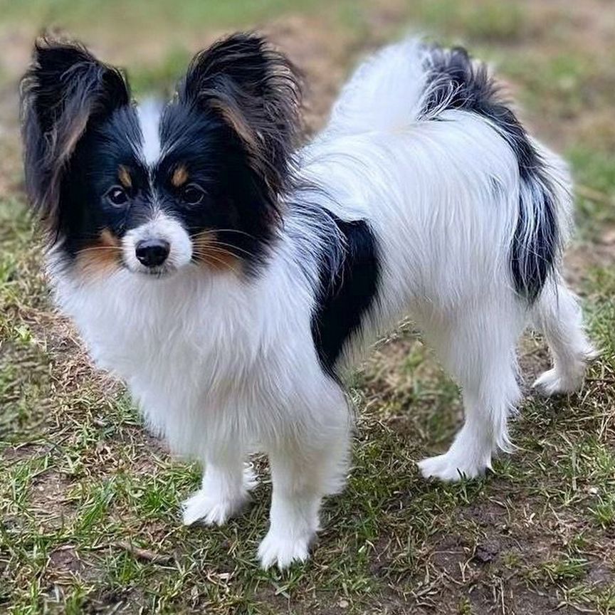 Континентальный той-спаниель папильон, взрослый пёс