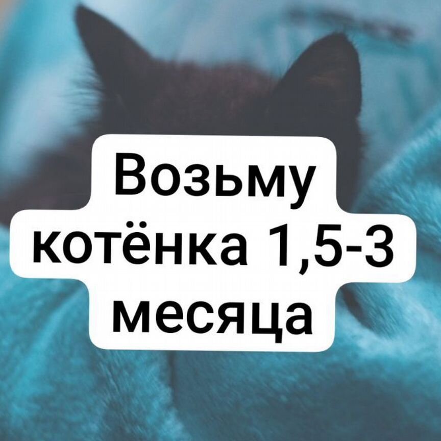 Котёнок в добрые руки