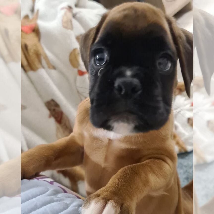 Боксер, щенок