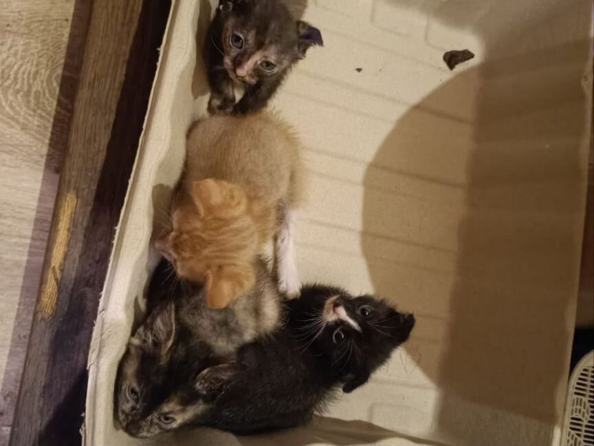 Котята 1 мес подкинули коробку