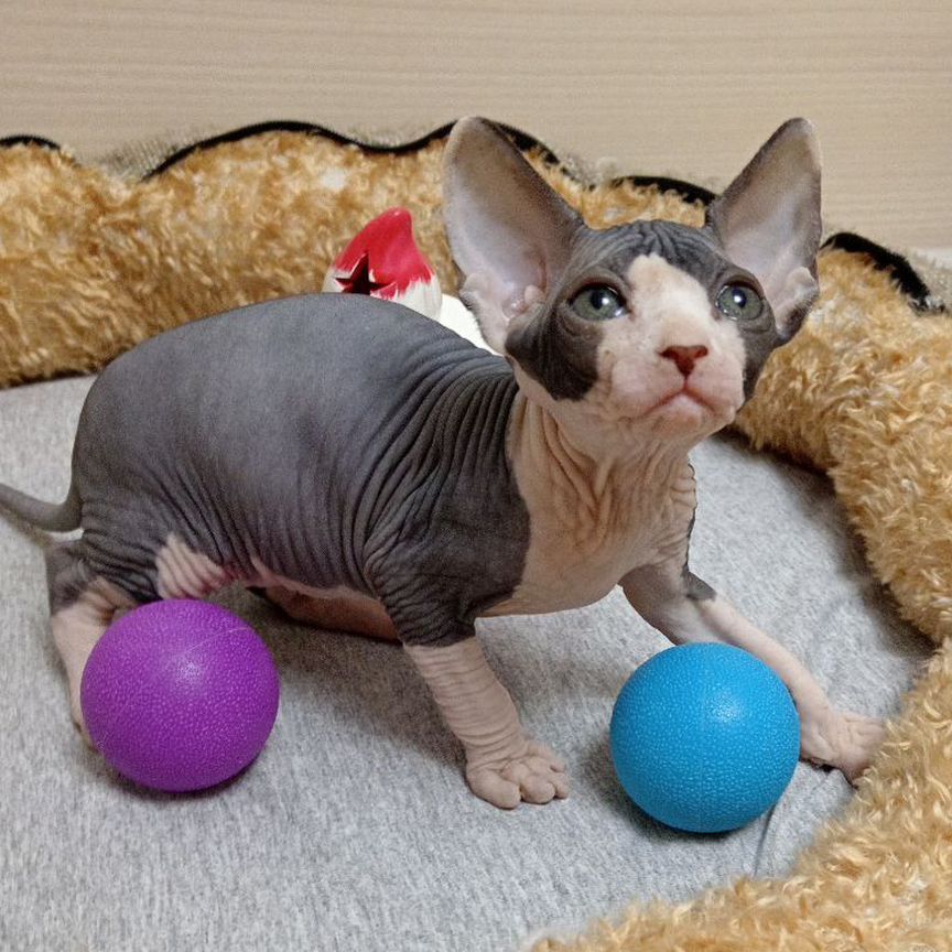 Канадский сфинкс котёнок