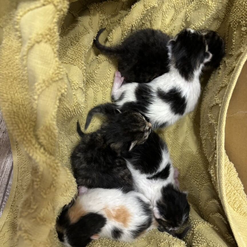 Котята в добрые руки