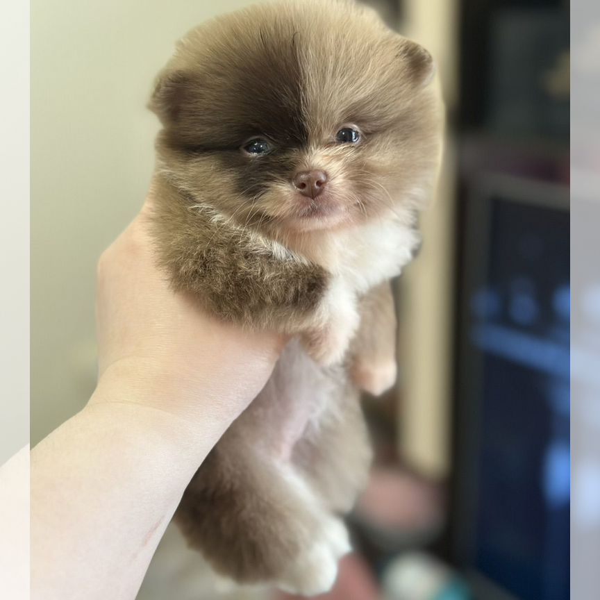 Померанский шпиц, щенок