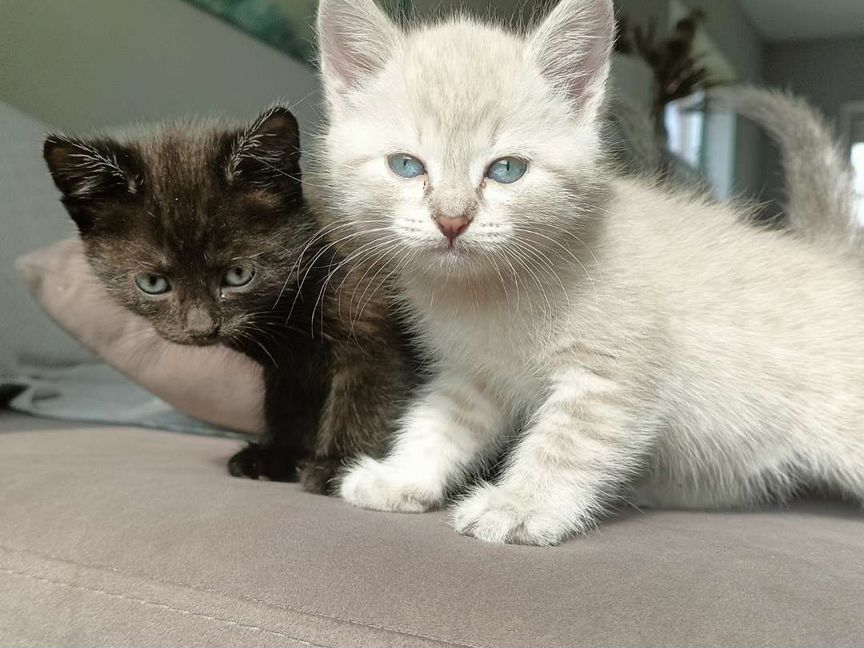 Котята в добрые руки мальчики