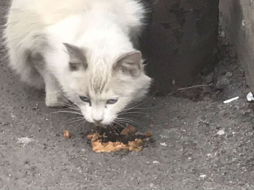 Кошка невская маскарадная на улице