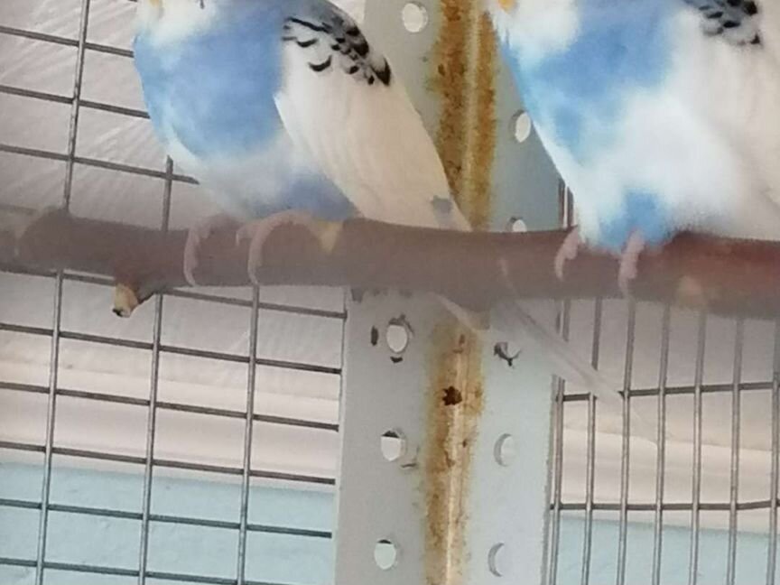 Волнистые попугаи