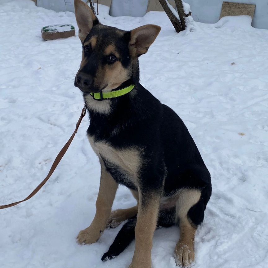 Щенок в добрые руки