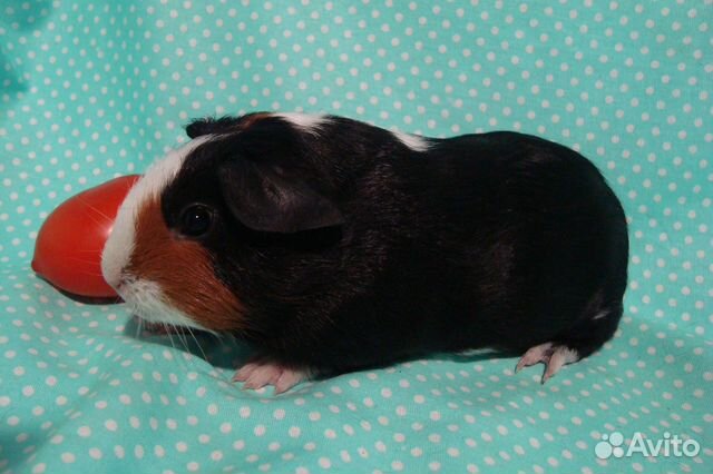 Морская свинка Тортик