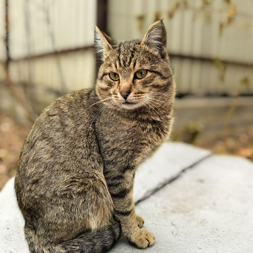 Котик замёрзает в промзоне