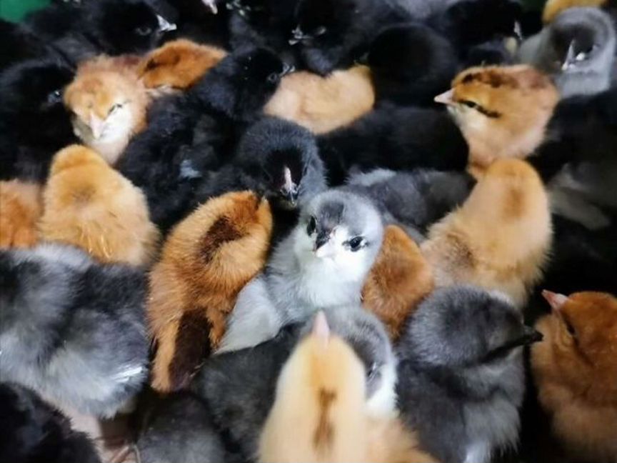 Доминанты не разделенные по полу