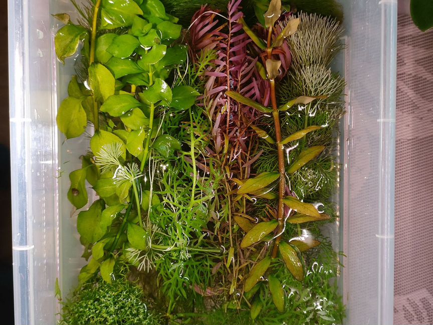 Набор неприхотливых растений