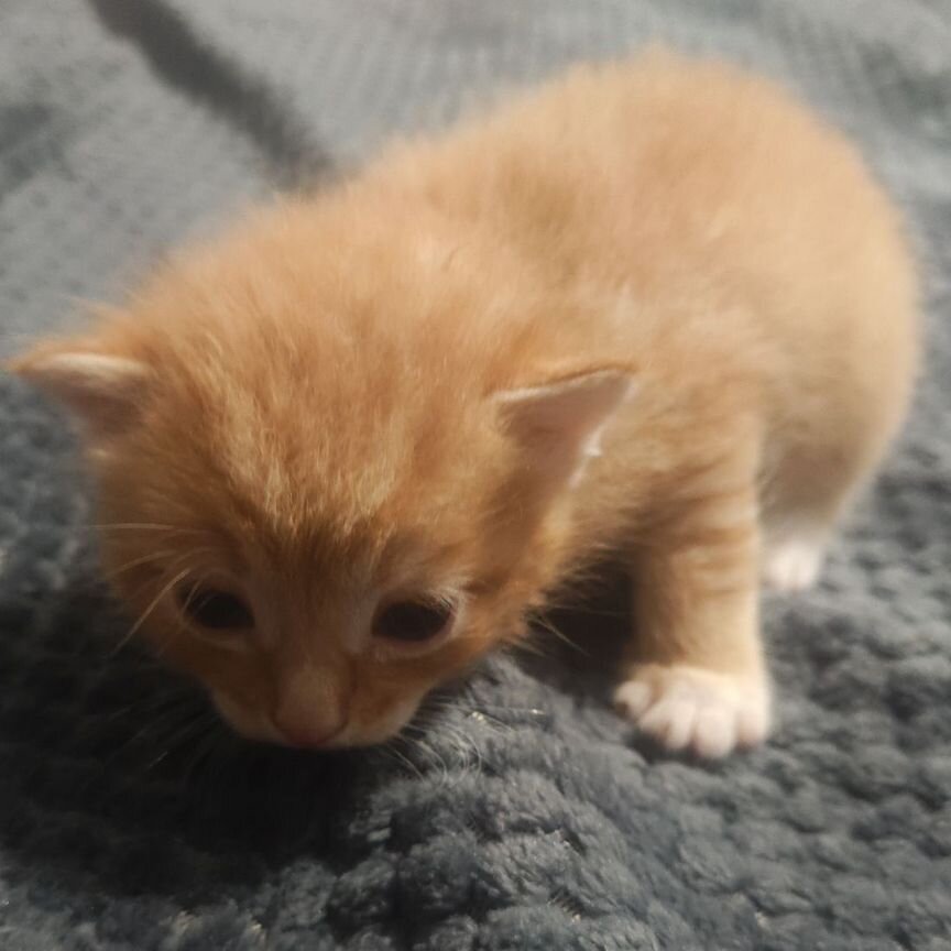 Отдам бесплатно котяток