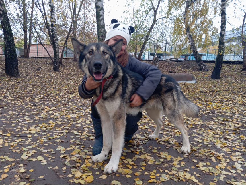 Классный парень Волчок. Приют Некрасовка. В дар