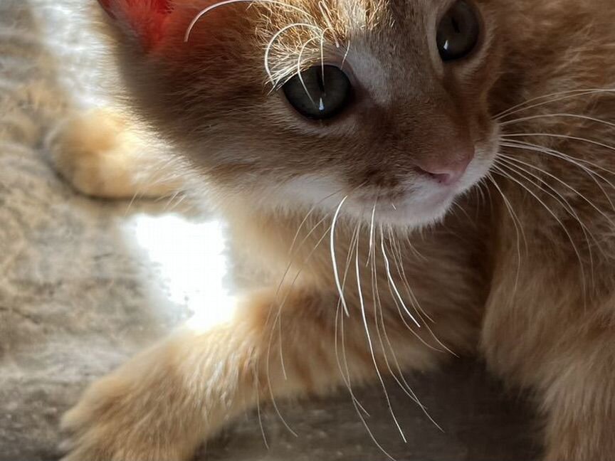 Котенок ищет дом