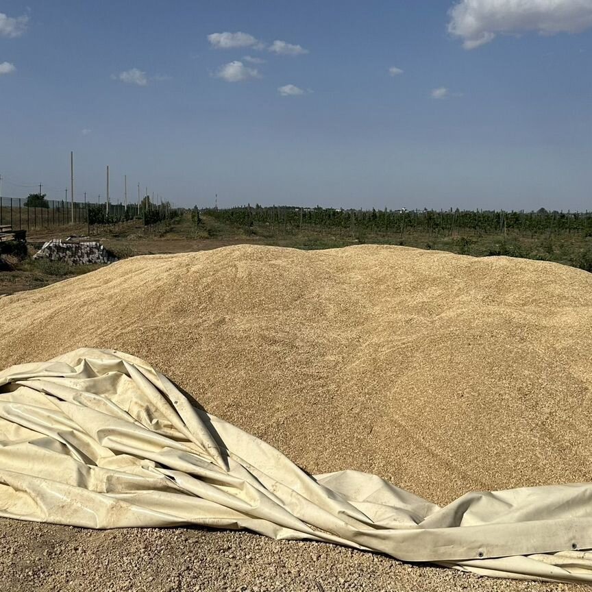 Ячмень яровой