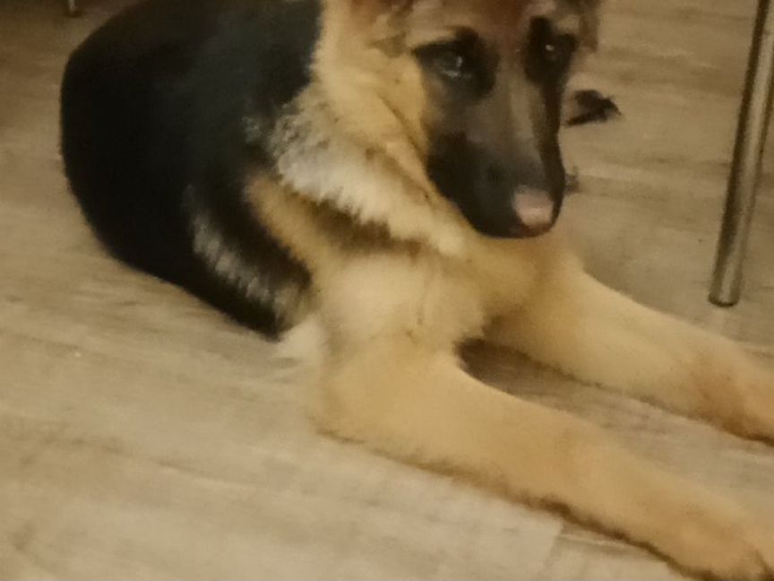 Немецкая овчарка