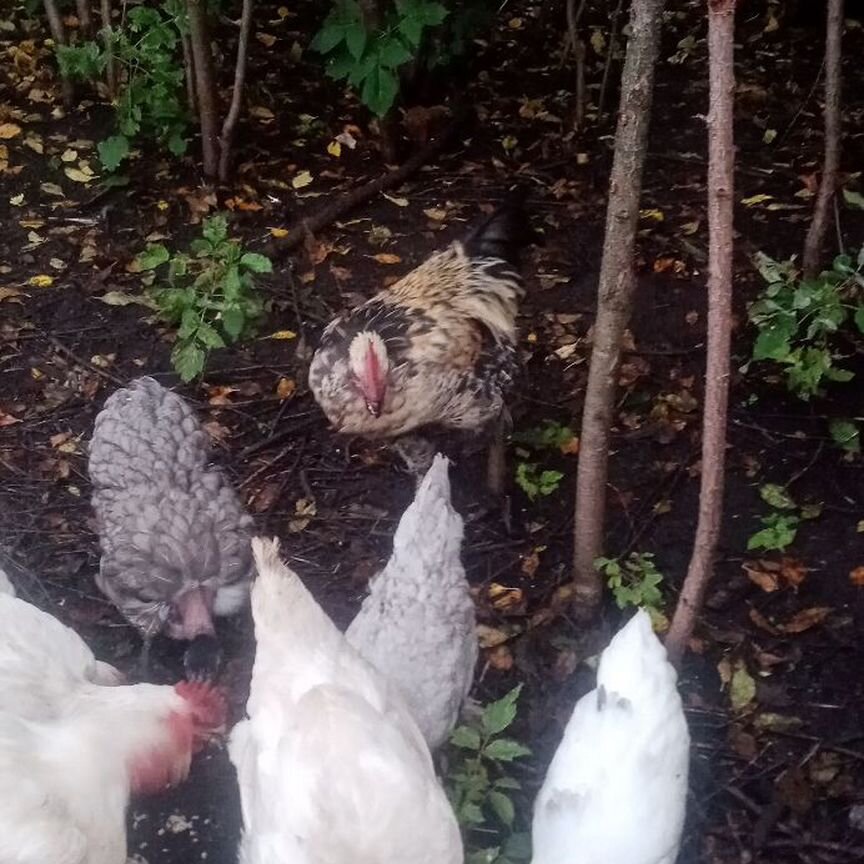 Бройлеры Рос 308